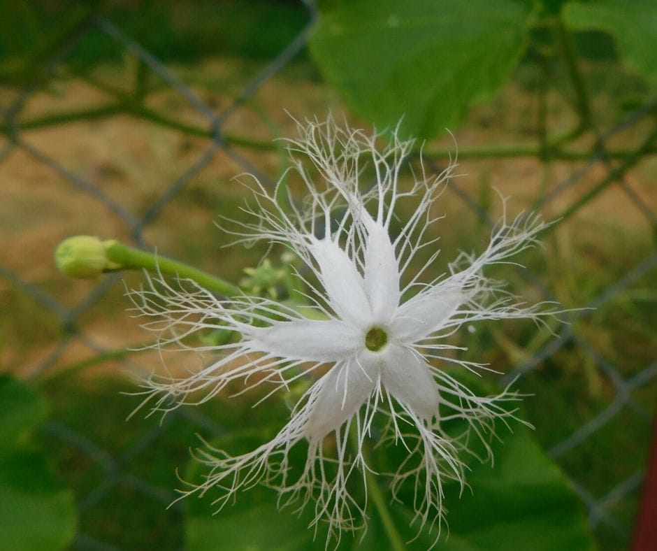 How to Grow Chinese Python Snake Beans