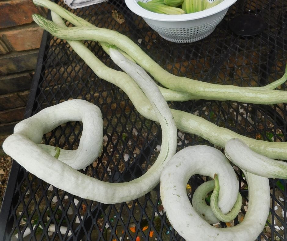 How to Grow Chinese Python Snake Beans