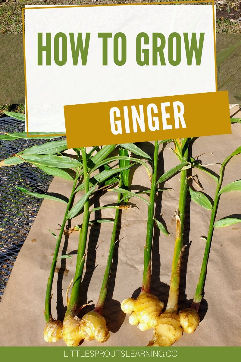 How to Grow Ginger-Little Sprouts Learning