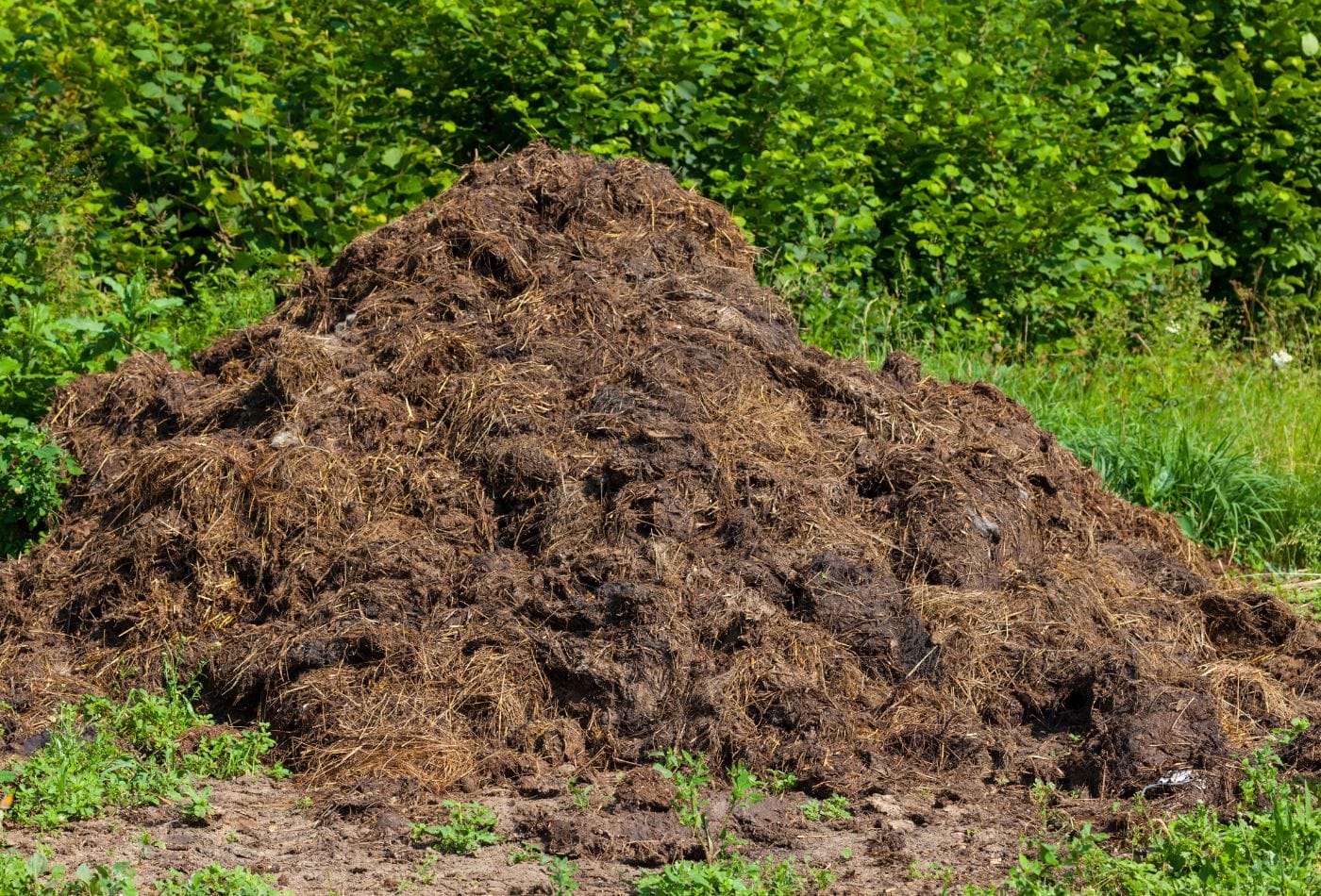 How to Make and Use Manure Tea in Your Garden-Little Sprouts