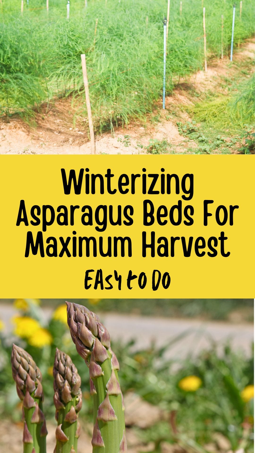 Winterizing Asparagus Beds For Maximum Harvest