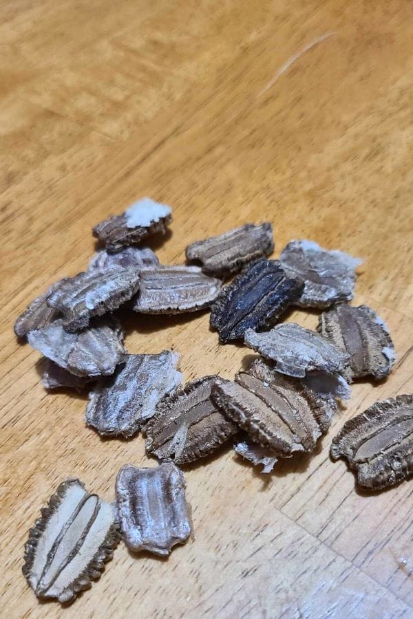 How to Grow Giant African Drum Gourds in the Garden