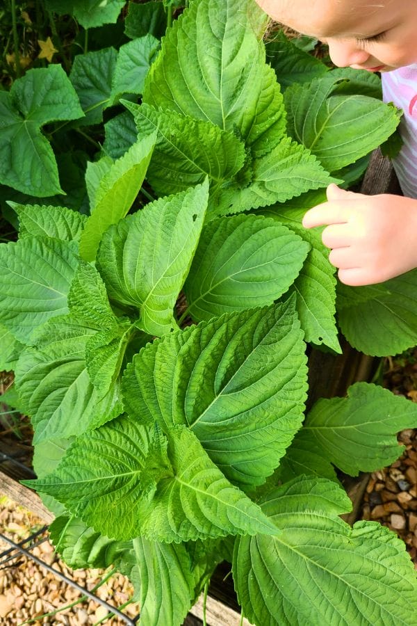 How to Grow Korean Perilla Leaves from Seeds