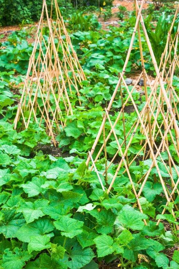 How to Grow Zucchini Vertically to Save Growing Space