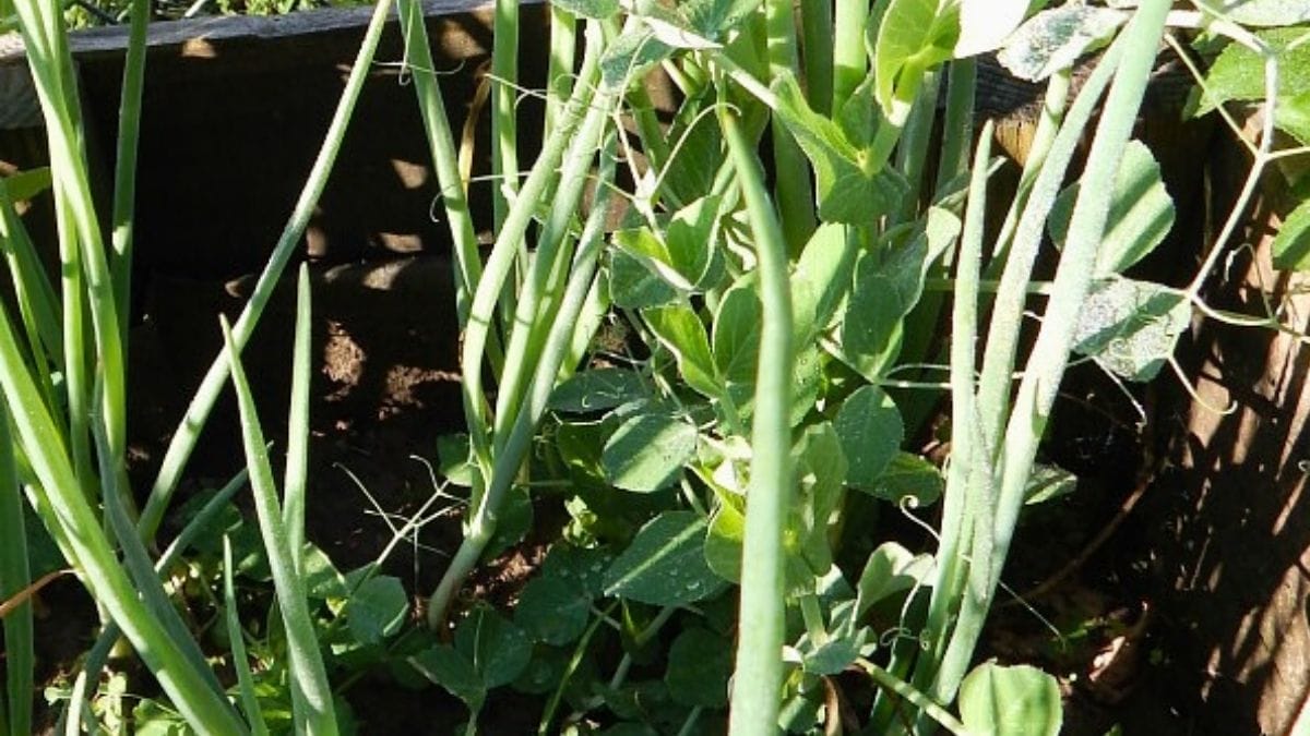 Free Companion Planting Chart Archives - Little Sprouts Learning